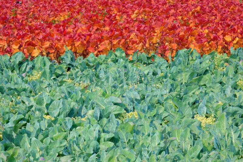 De boom van de populier stock foto. Image of populier - 40878058