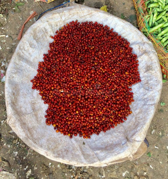 Rode pruim stock foto. Image of rood, pruim, gevangen - 105588722