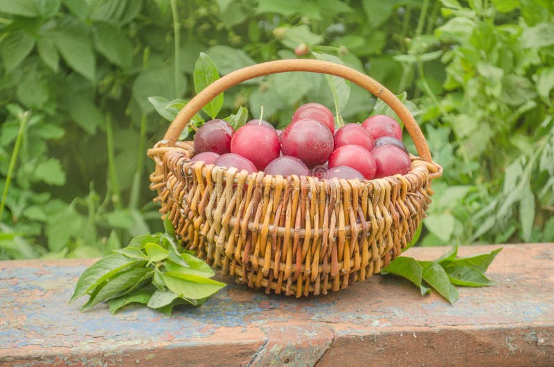 Rode pruim in mand stock foto. Image of ontbijt, nave - 85800994