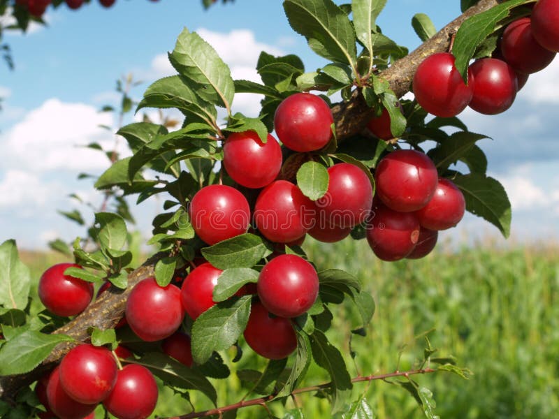 Rode pruimen op boom stock afbeelding. Image of boomgaard - 10928461