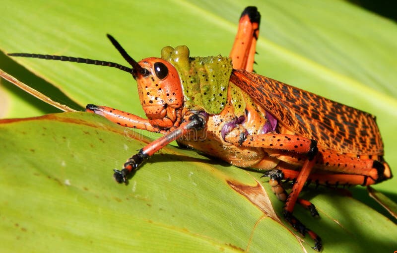 Sprinkhaan in Afrika stock afbeelding. Afbeelding bestaande uit klimaat ...