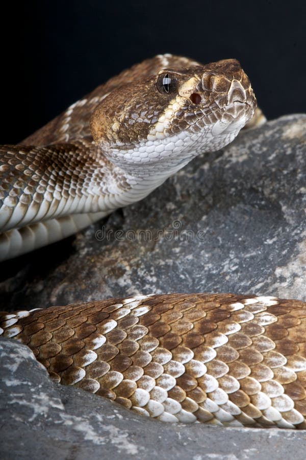 Rode ratelslang stock foto. Image of rateltje, vergift - 19851258