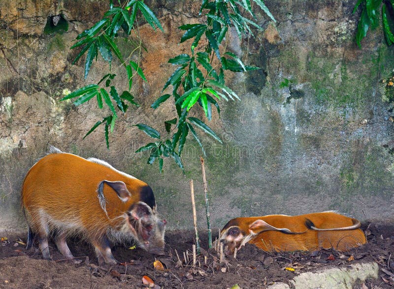 Rode Riviervarkens in Bosvarken Stock Afbeelding - Image of ...