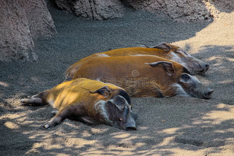 Rode Riviervarkens in Bosvarken Stock Afbeelding - Image of ...