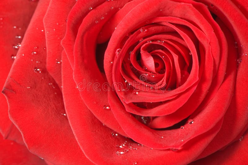 Rode roos stock image. Image of vibrant, clipping, macro - 5340515