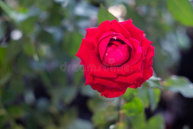Rode Roos Het Symbool Van Liefde En Valentijn Stock Afbeelding - Image ...