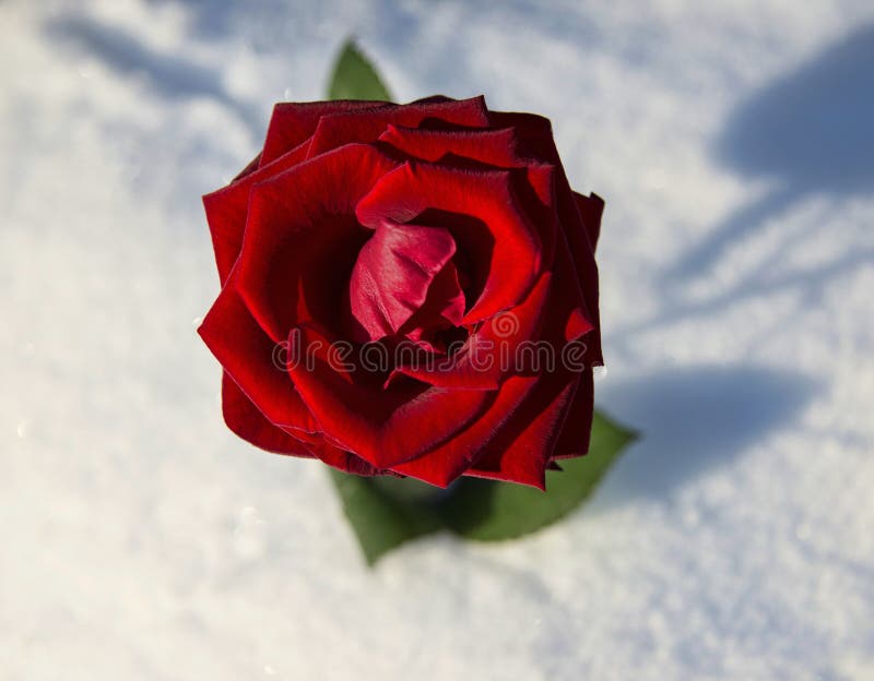 Rode roos in witte sneeuw stock afbeelding. Image of vers - 240517329