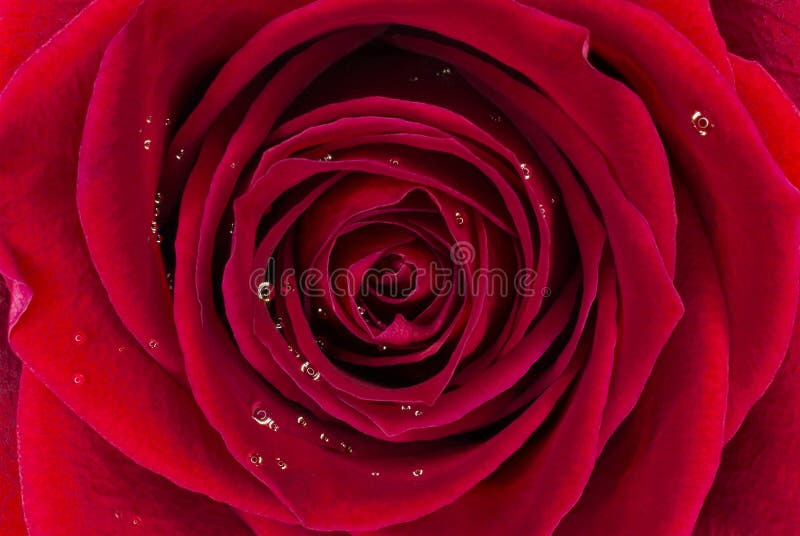 Rode Rose Background stock afbeelding. Image of roos - 33104765