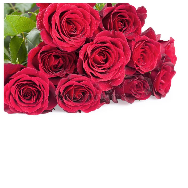 Rode Rose Flowers over wit stock afbeelding. Image of viering - 47650451
