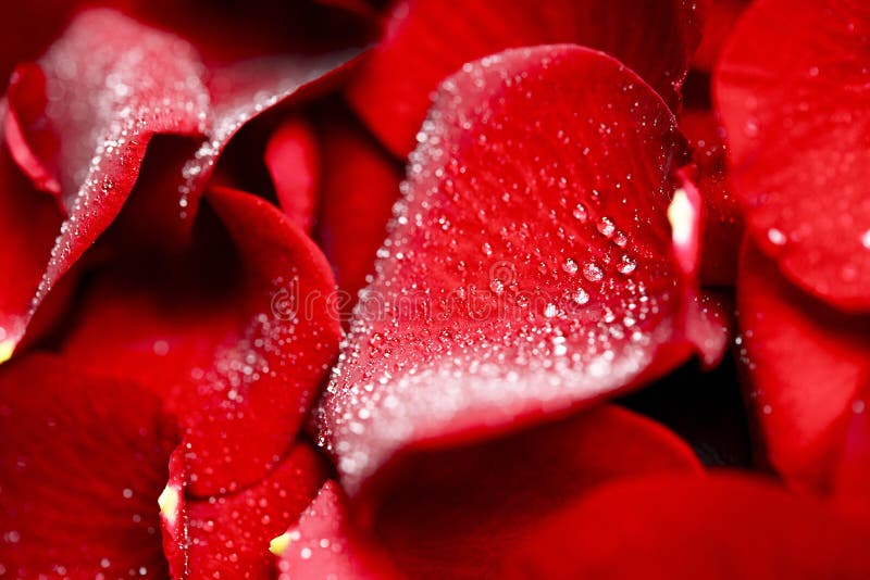 Rode Rose Petal Closeup stock foto. Image of bloemen - 31618992