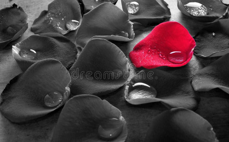 Rode Rose Petal Tears stock afbeelding. Image of scheuren - 42230337