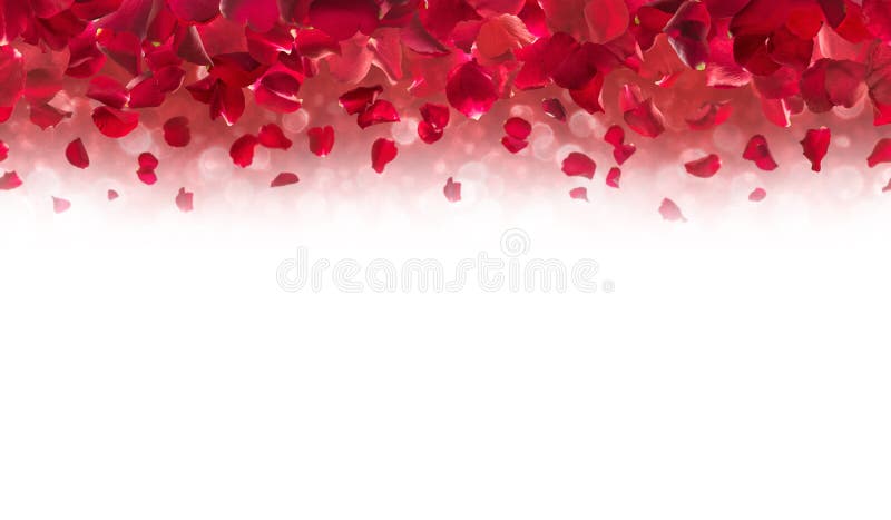Rode Rose Petals Top Border Stock Afbeelding - Image of rozen, vervagen ...