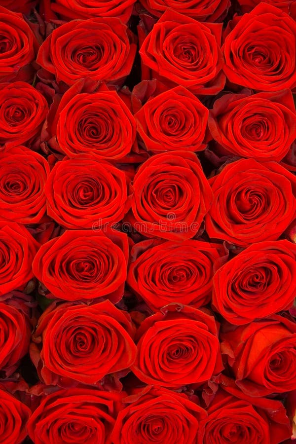 Rode rozen stock foto. Image of bloemrijk, heden, bloemen - 13404942