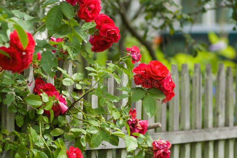 ROODE ROZEN stock afbeelding. Image of weide, struik - 17027821