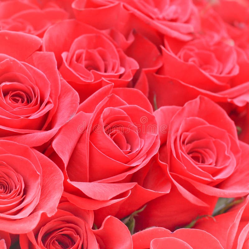 Rode rozen stock foto. Image of bloeien, flora, romaans - 21239772