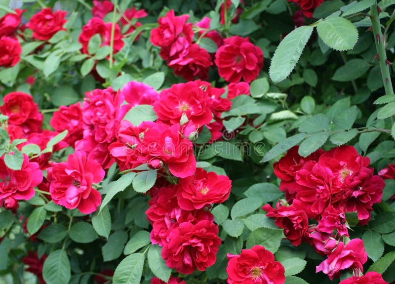 Rode rozen stock foto. Image of knop, tuin, helder, cadeau - 2723520