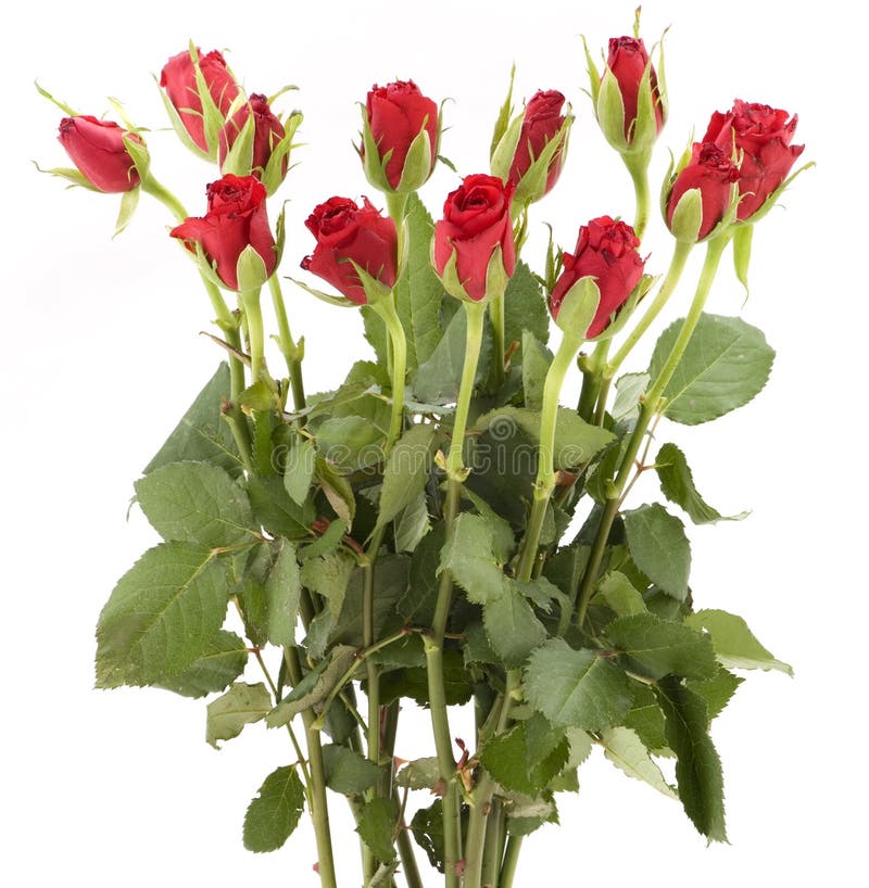 Rode rozen stock foto. Image of hartstocht, viering, bloem - 6778314