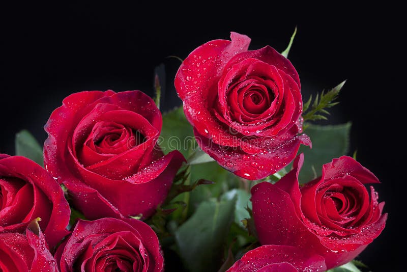 Rode Rozen Die Met Dauw Worden Behandeld Stock Foto - Image of zwart ...