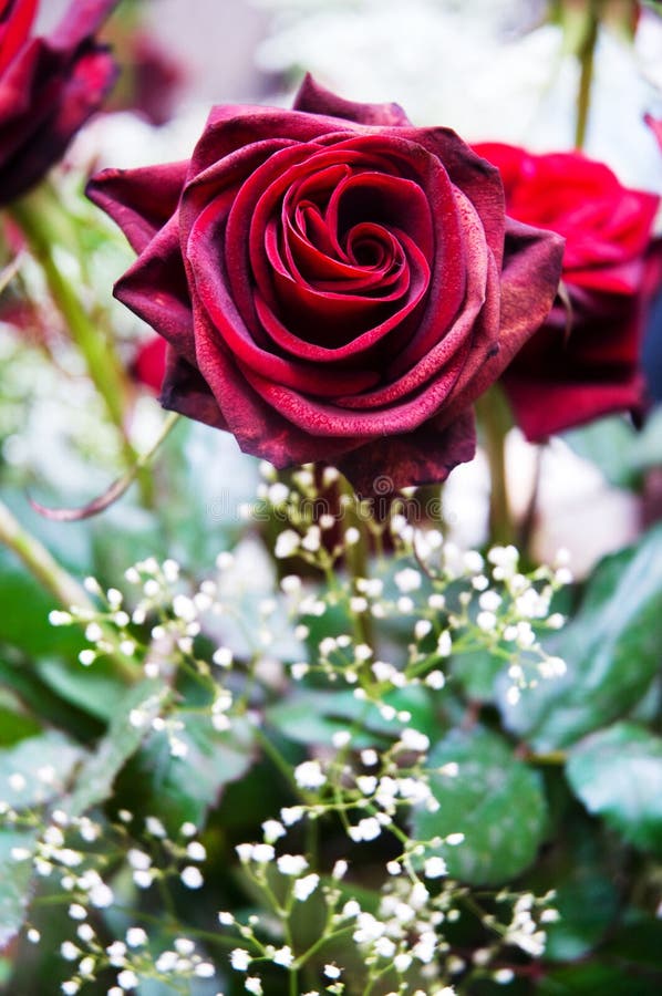 Rode Rozen En Andere Bloemen Stock Afbeelding - Image of sluit, roos ...