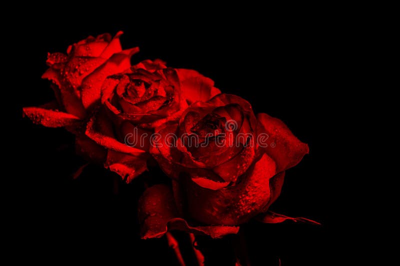 Rode Rozen Op De Zwarte Achtergrond Stock Foto - Image of vers, purper ...