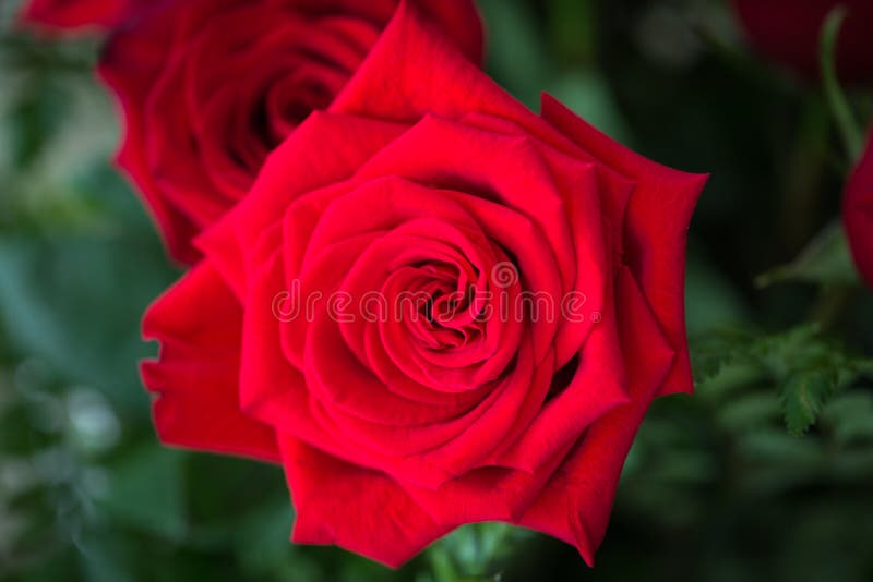 Rode Rozen Over Valentijnskaartendag Stock Afbeelding - Image of vers ...