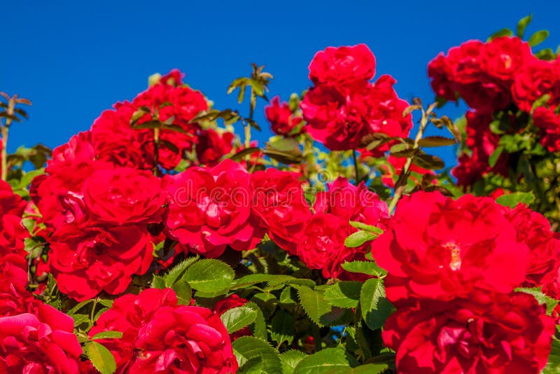 Rode Rozenstruik in De Tuin Stock Afbeelding - Image of struiken ...