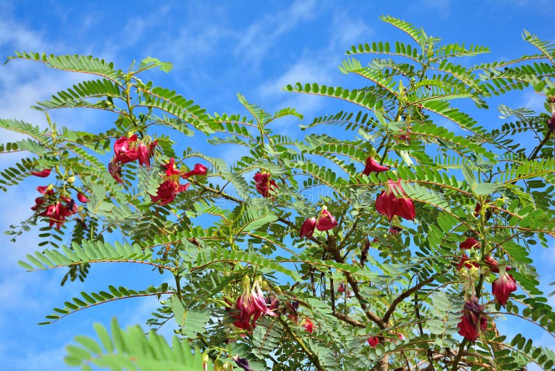 Sunny Sesbania-aculeata Bloeit Dicht Omhoog Gele Natuurlijke ...