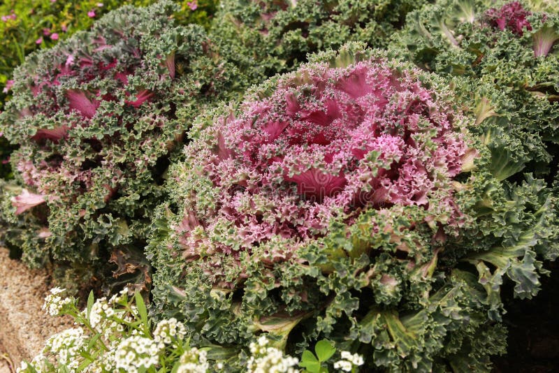 Rode Sla stock afbeelding. Image of veganistisch, dieet - 41046021