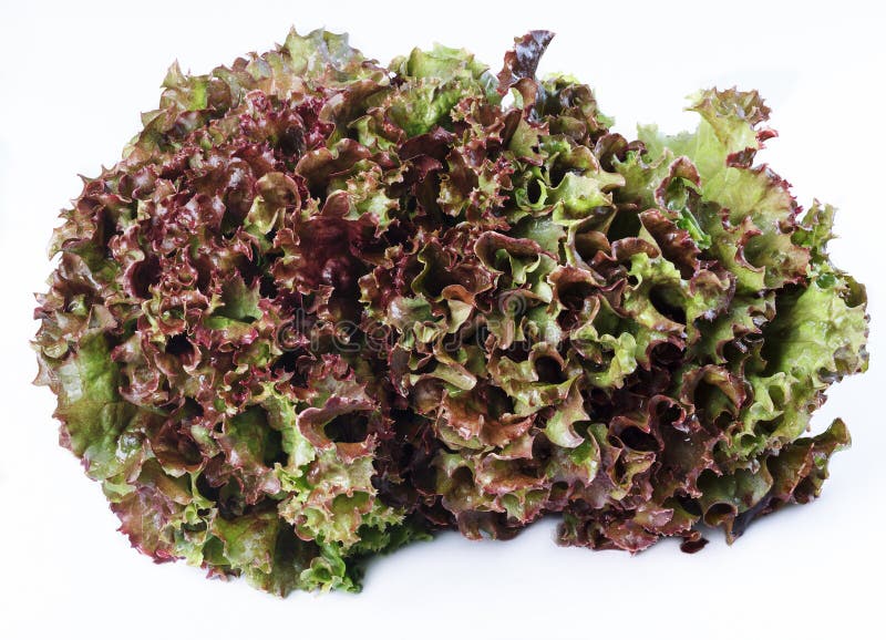 Rode sla, stock afbeelding. Image of rood, gastronomisch - 57721429