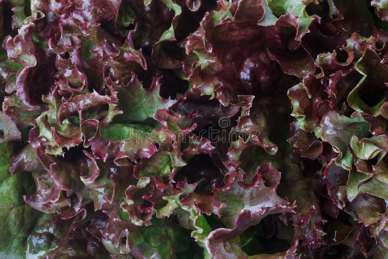 Rode sla, stock afbeelding. Image of rood, gastronomisch - 57721429