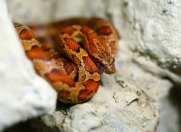 Rode slang stock afbeelding. Image of bloederig, hinderlaag - 1025771