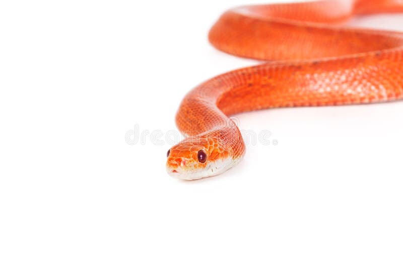 Rode Slang Op Witte Achtergrond Stock Foto - Image of gewervelde ...