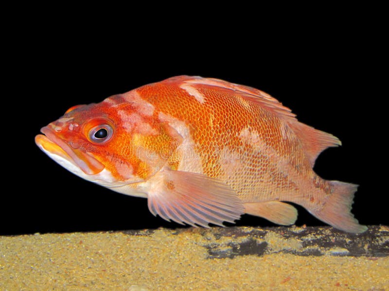 Yellowtail Snapper (chrysurus Ocyurus) Stock Foto - Image of naughty ...