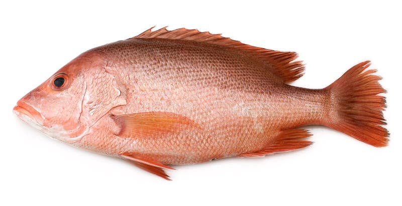 Rode Snapper stock afbeelding. Image of aroma, rood, zeewater - 5183879