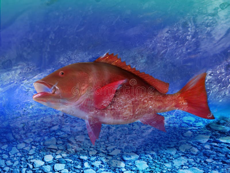 Grote oog rode snapper stock foto. Image of gastronomisch - 34084328