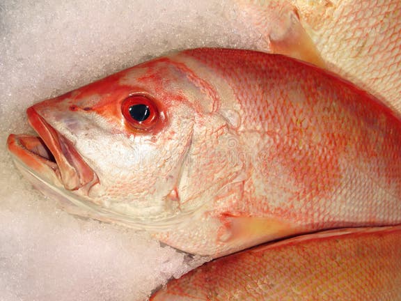 Rode snapper op ijs stock afbeelding. Image of oceaan - 3389529