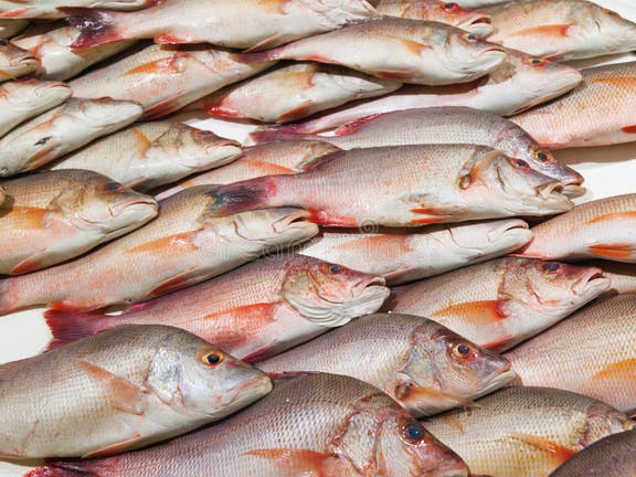 Rode snapper stock foto. Image of vlees, heerlijk, keuken - 22359418