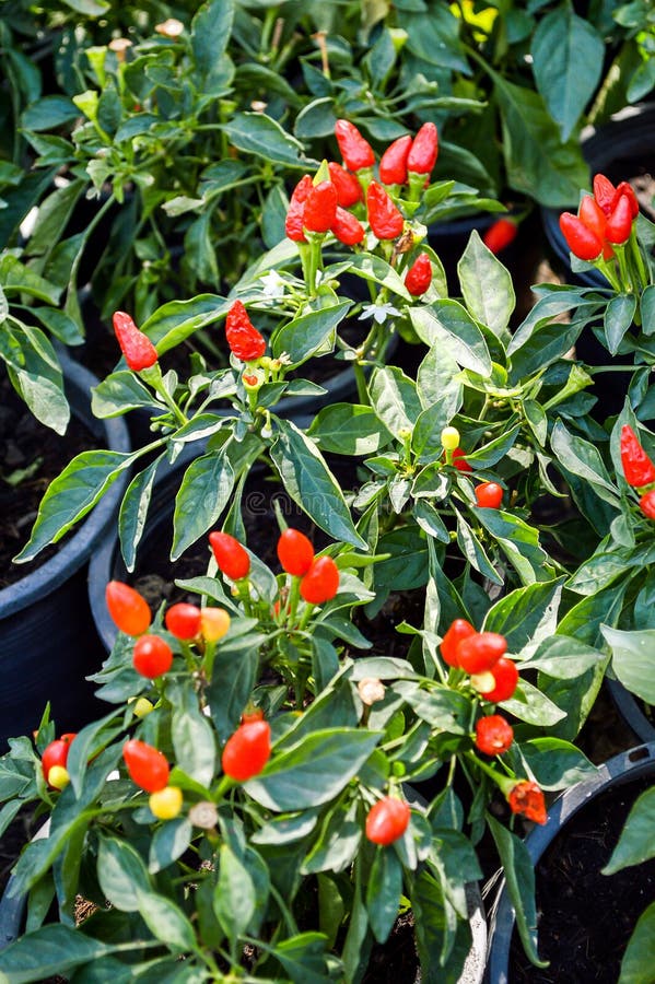 Rode Spaanse peperboom stock afbeelding. Image of peper - 48653277