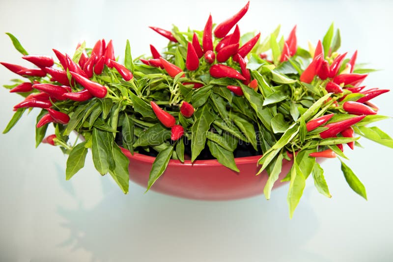 Rode Spaanse pepers stock foto. Image of plantaardig - 51151772