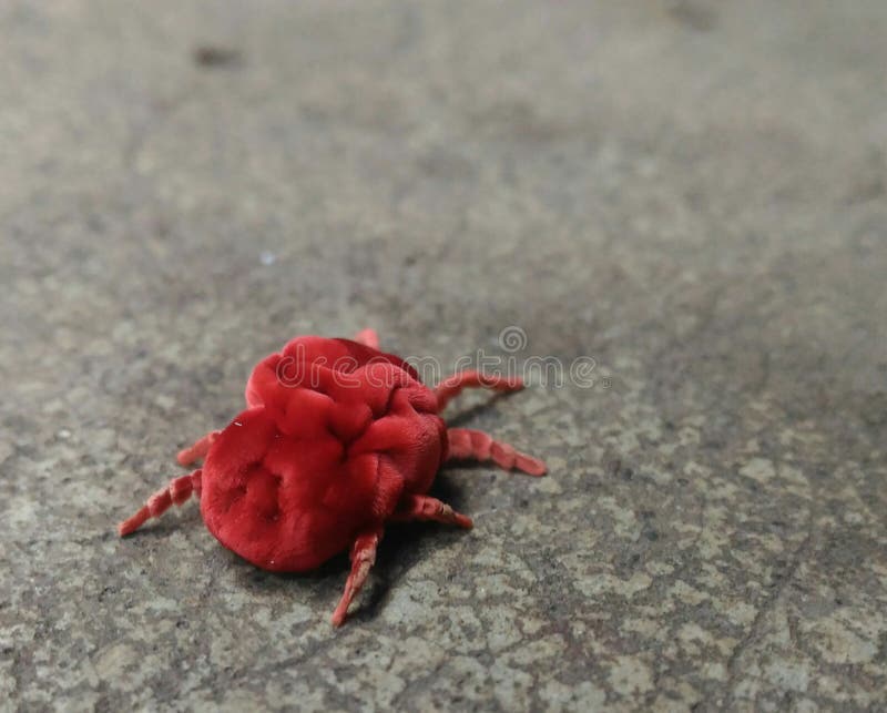 Rode spin stock foto. Image of spin, rood, benen, tonen - 91700452