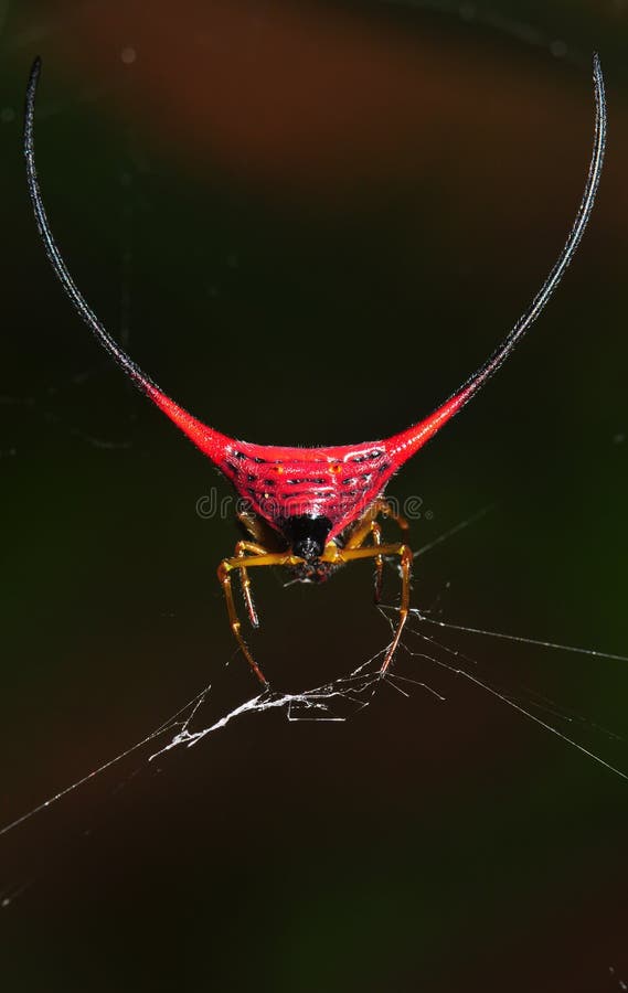Rode Spin (arcuata Gasteracantha) Stock Afbeelding - Image of wild ...