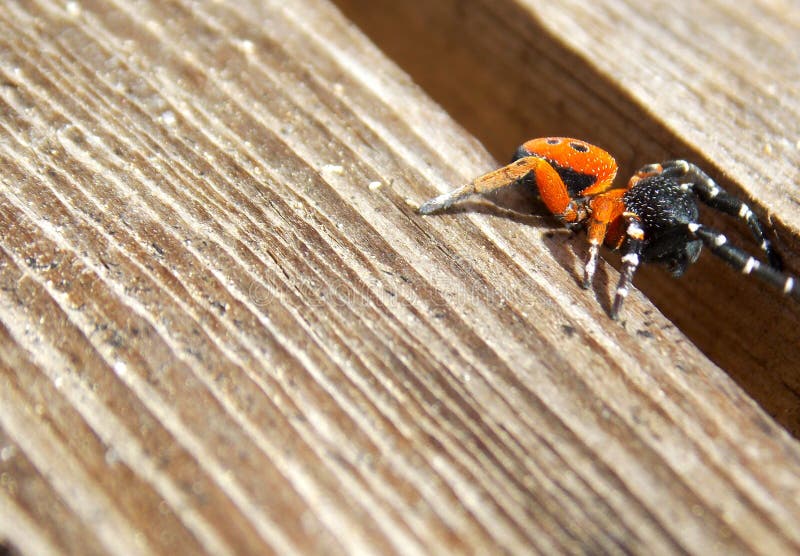 Spin op een boom stock foto. Image of wild, groen, insect - 174172150
