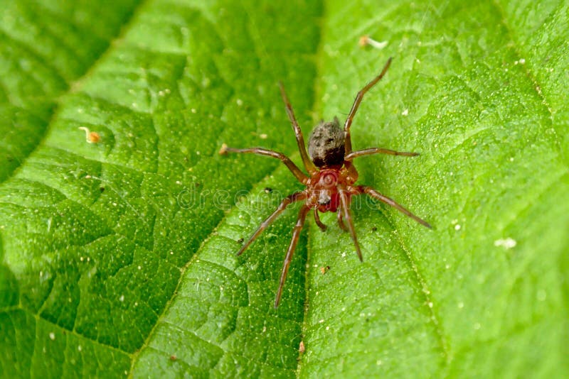 Spin in groen blad stock afbeelding. Afbeelding bestaande uit leuk ...