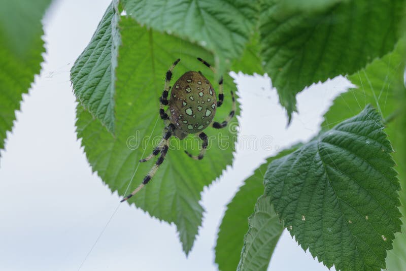 Rode spin op een Web stock afbeelding. Image of insect - 82302503