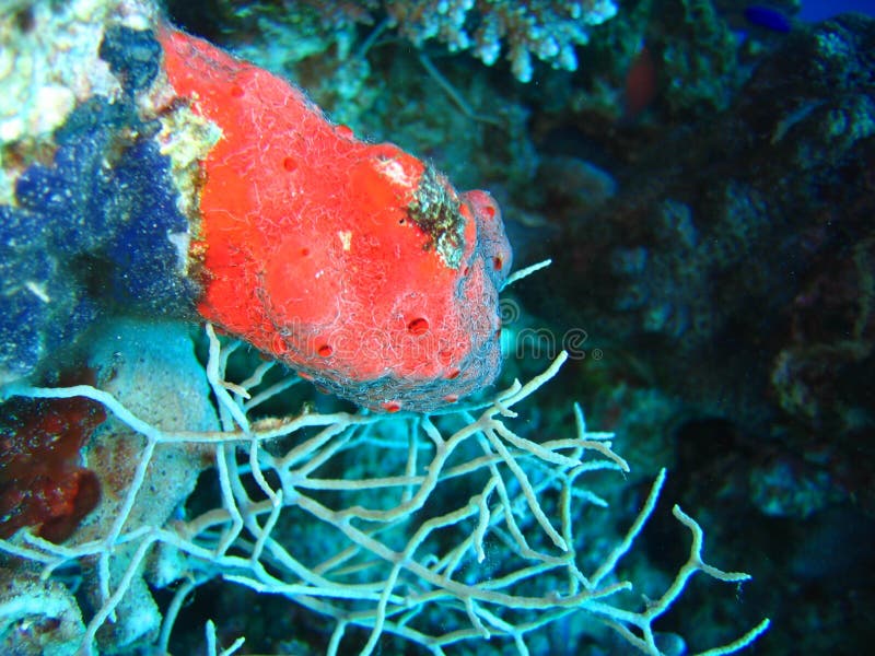 Rode spons-blauwe spons stock foto. Image of hobby, toevlucht - 1297078