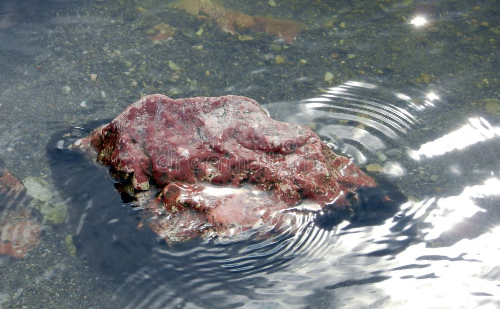 Rode steen in een water stock afbeelding. Image of textuur - 51373979