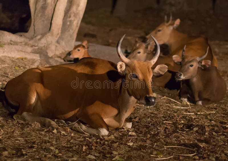 Rode stier stock afbeelding. Image of thailand, rood - 62134381