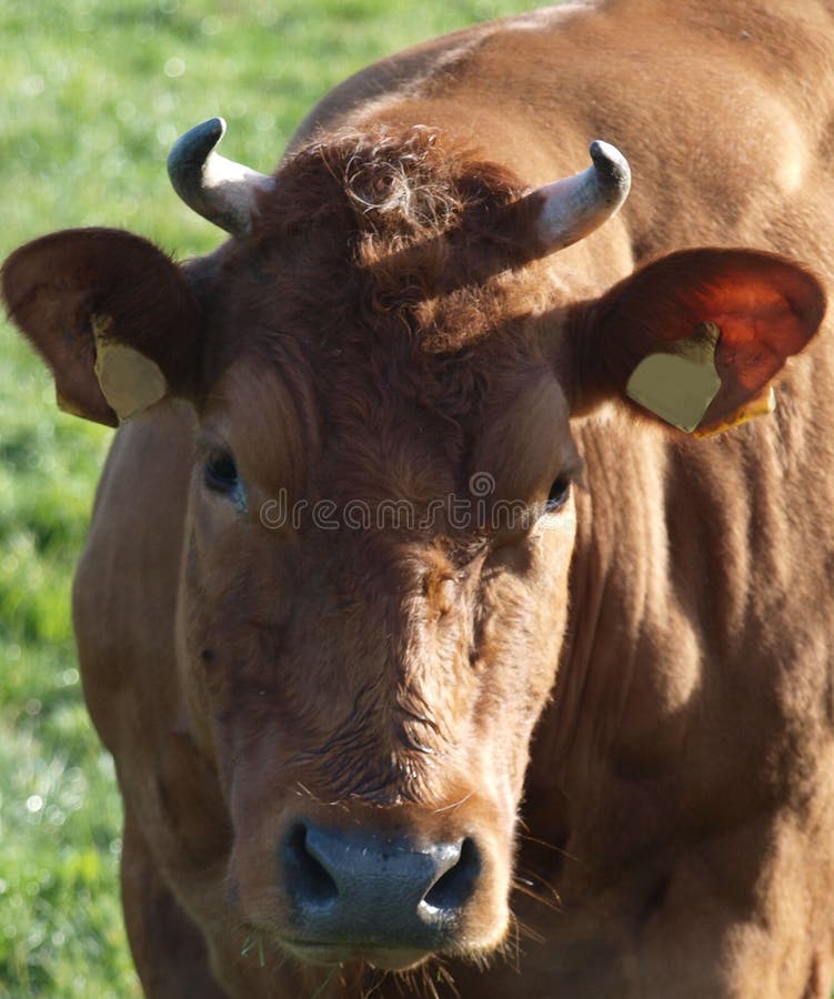 Rode Stier in Een Weide in Zevenhuizen, Nederland Stock Afbeelding ...