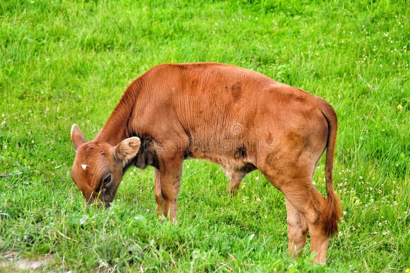 Rode stier op een weide stock afbeelding. Image of gras - 56851521