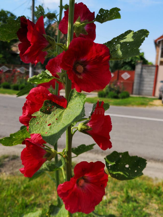 Stokrozen stock foto. Afbeelding bestaande uit hollyhocks - 20986706